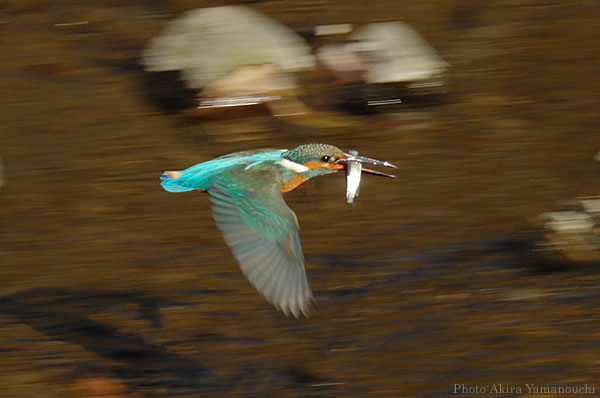 カワセミ写真:学名:英名:画像:Alcedo atthis:Common Kingfisher カワセミ写真:学名:英名:画像:Alcedo atthis:Common Kingfisher